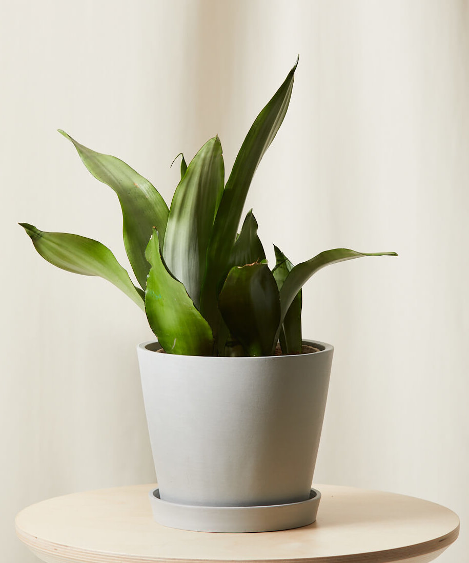 Sansevieria Moonshine, Stone Pot - Bloomscape | Havenly