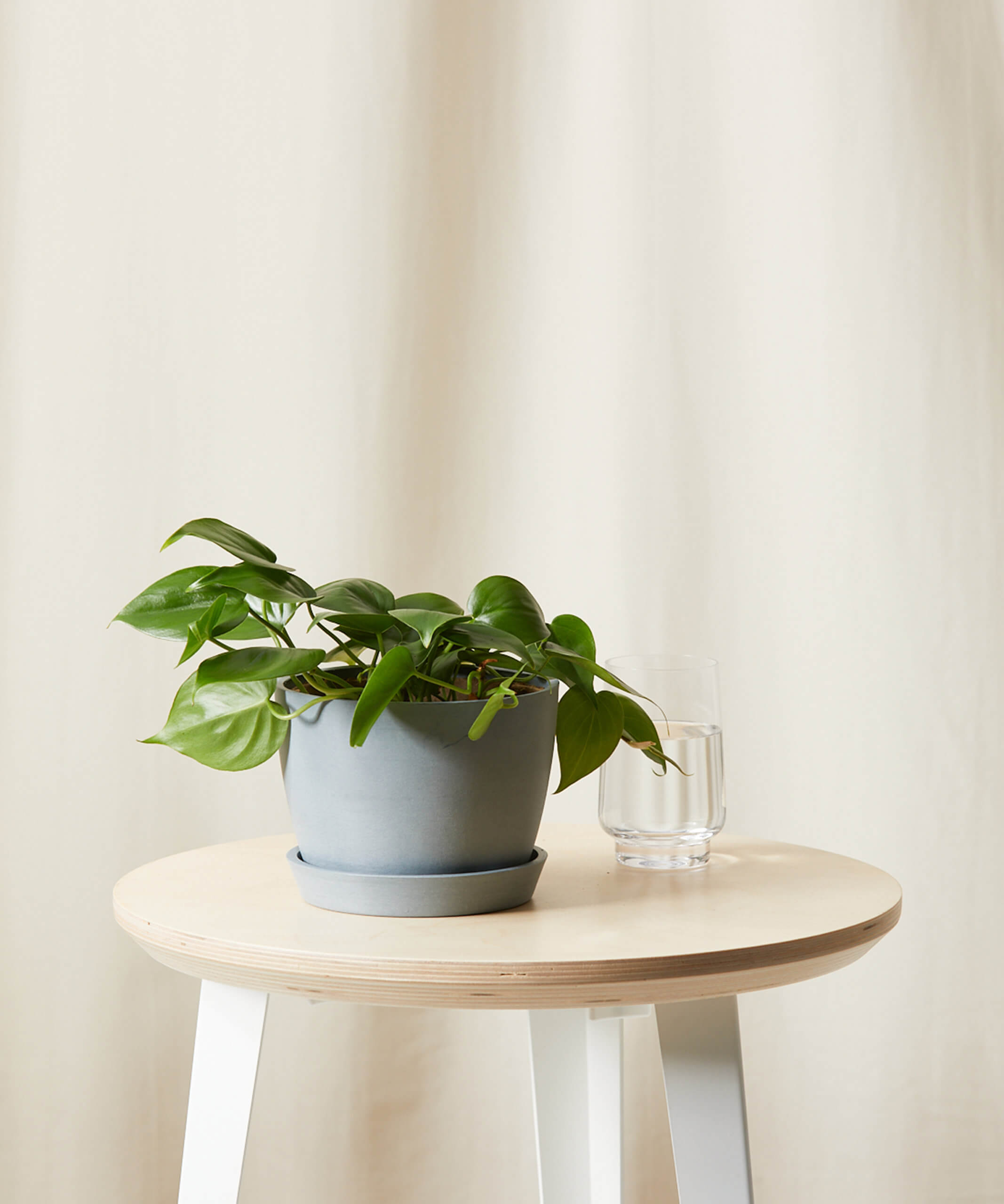 Philodendron Heartleaf, Slate Pot - Bloomscape | Havenly