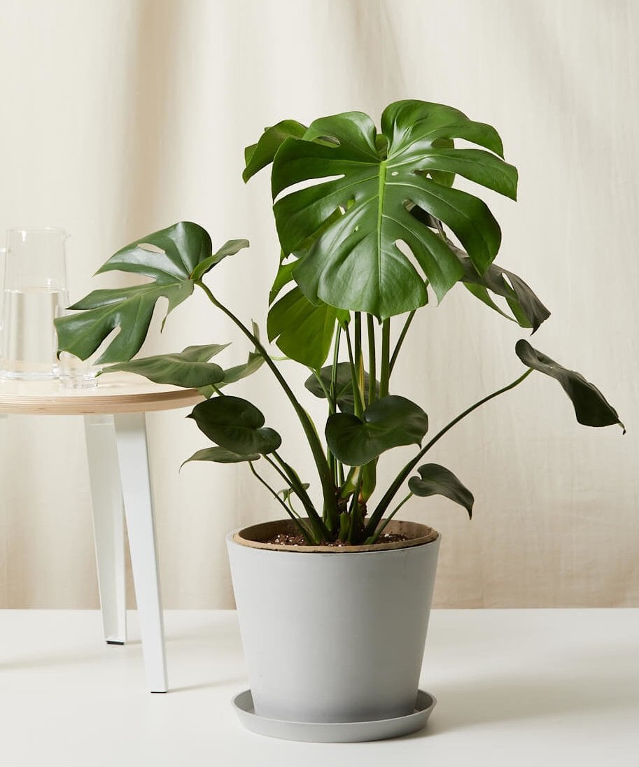 Monstera, Stone Pot - Bloomscape | Havenly