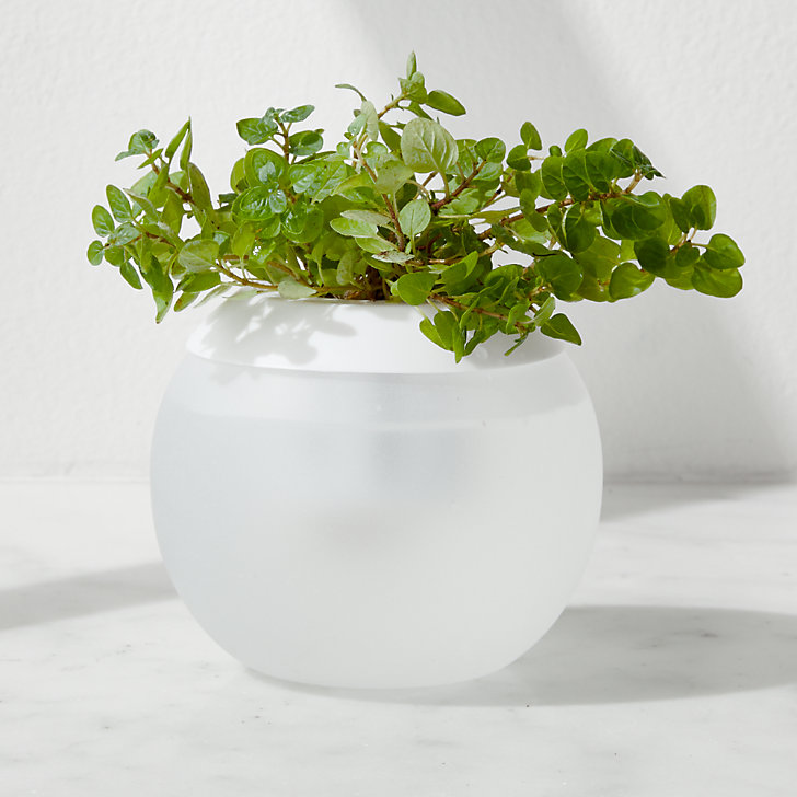 Hydropod - Crate and Barrel | Havenly