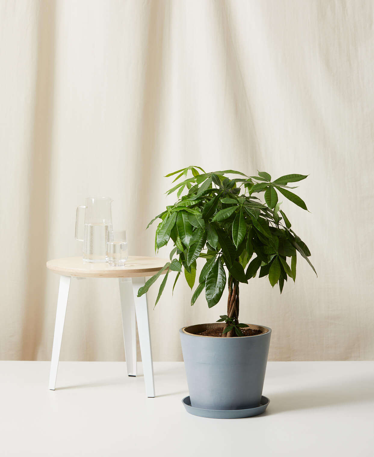Money Tree - Slate - Bloomscape | Havenly
