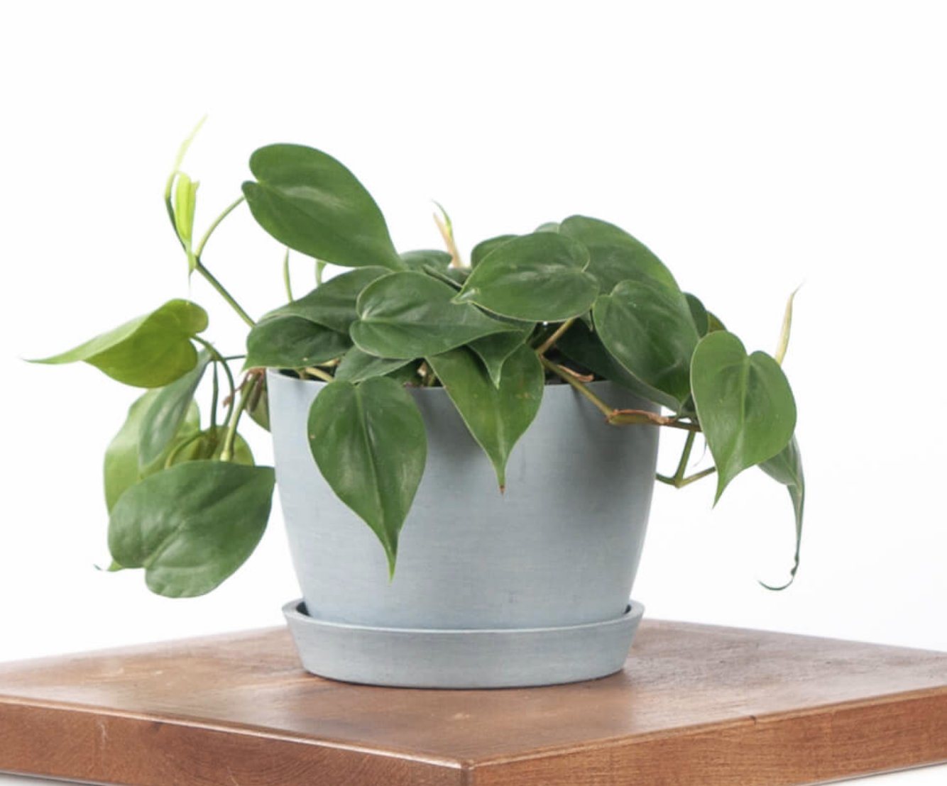 Dracaena Marginata Open Weave, Slate Pot - Bloomscape | Havenly