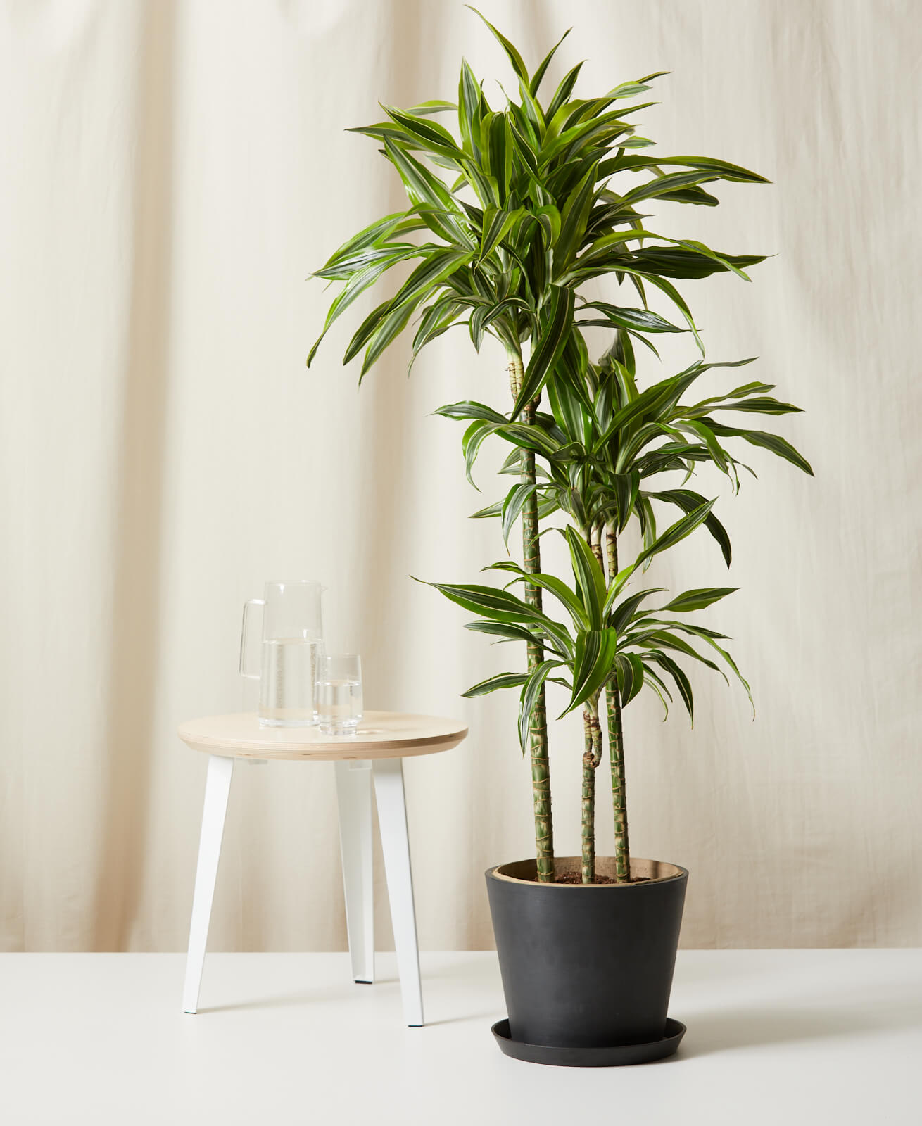 Dracaena Gold Star, charcoal pot - Bloomscape | Havenly