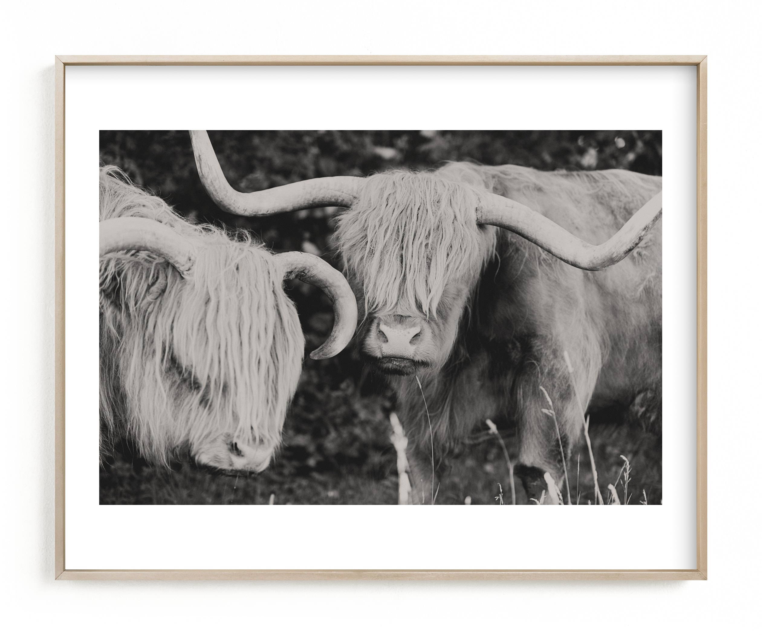 Highland Cows Art Print - Matte Brass Frame with White Border - Minted ...