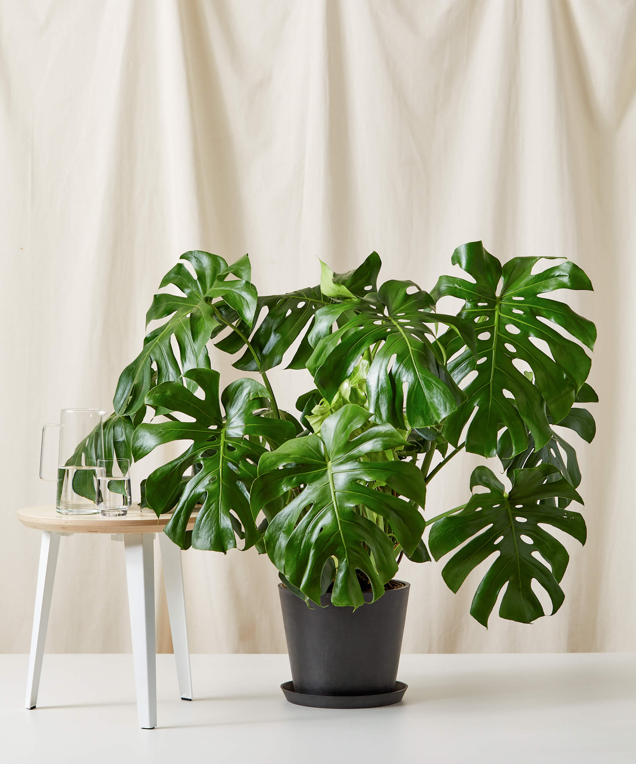Monstera - Charcoal - Bloomscape | Havenly