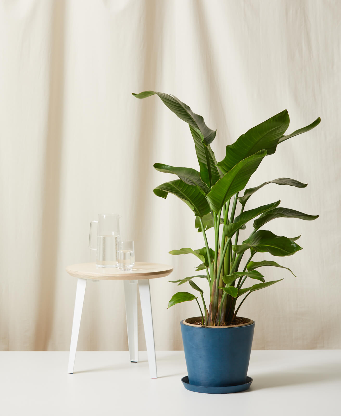 Bird of Paradise, Indigo Pot - Bloomscape | Havenly