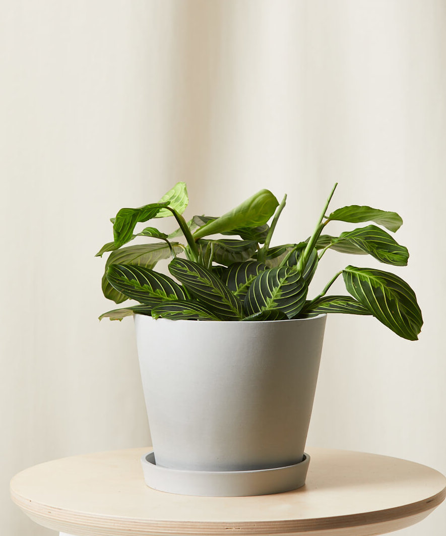 Neon Prayer Plant - Charcoal - Bloomscape | Havenly