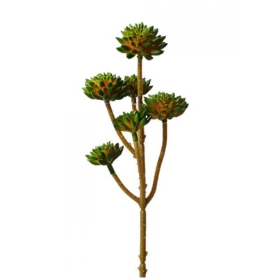 Living Mini Desktop Succulent Plant - Wayfair | Havenly