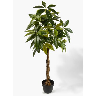 Money Tree, Evergreen Plant, 47 Inches Tall - Wayfair | Havenly