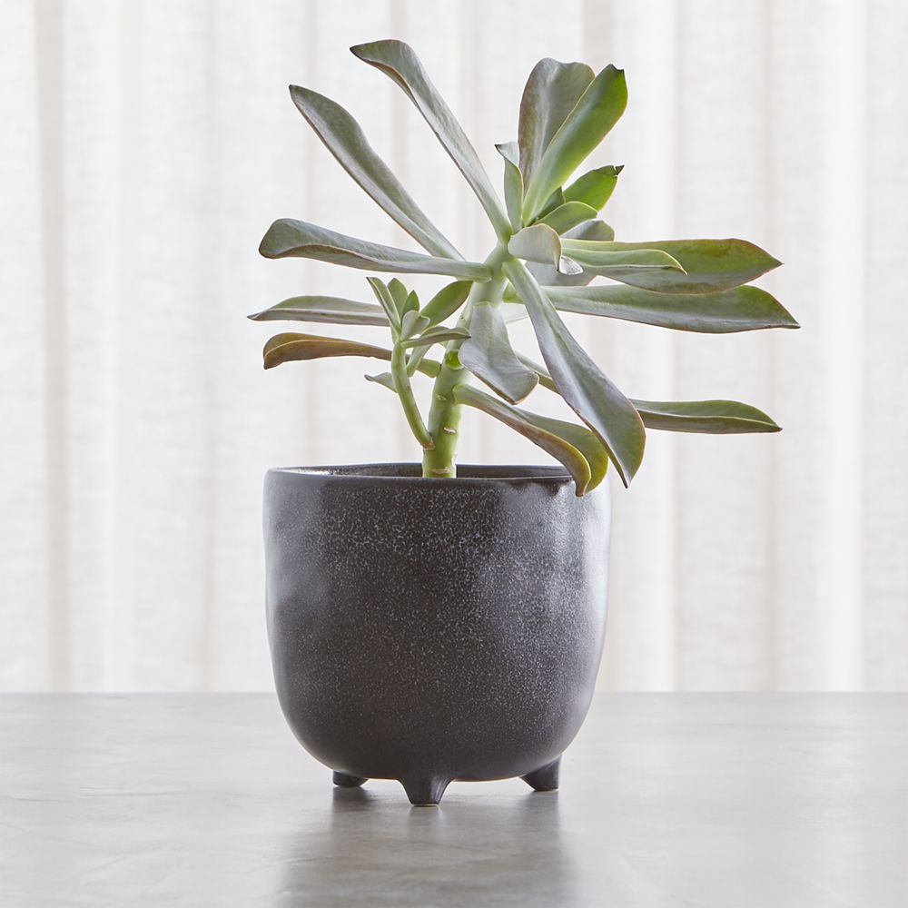 Vaquita Small Black Footed Planter - Crate and Barrel | Havenly