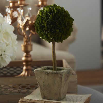 Boxwood Round Tapered Topiary in Planter - Birch Lane | Havenly